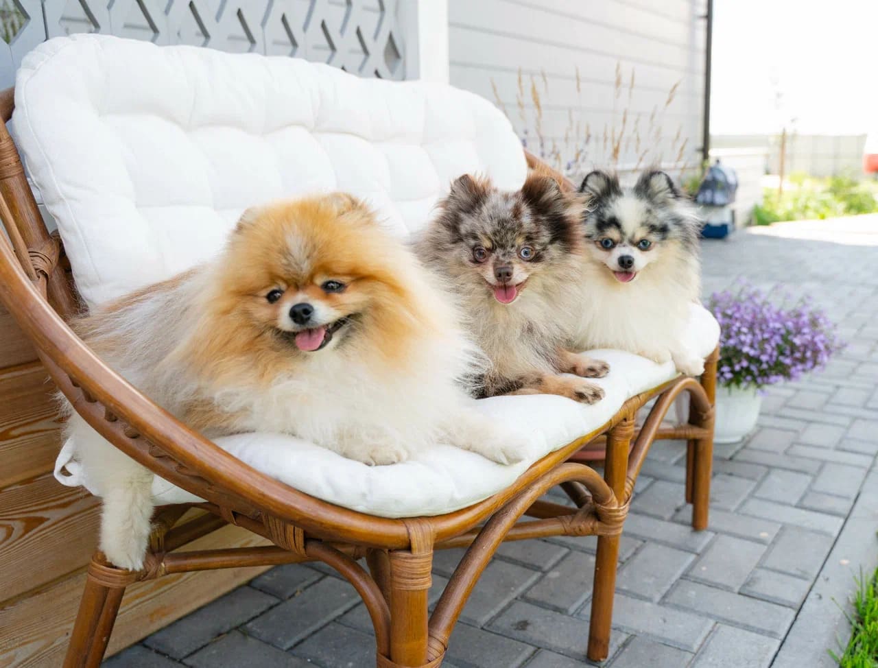 BestPomColor | The kennel of rare-colored Pomeranian Spitz